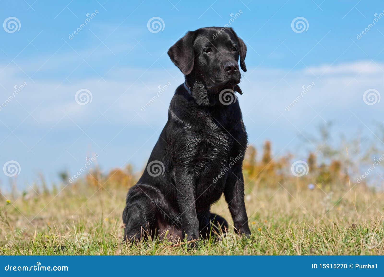 Black Labrador Retriever Dog On Black Background. Natural Warm Side ... Black Labrador Retriever Dog On Black Background. Natural Warm Side ...