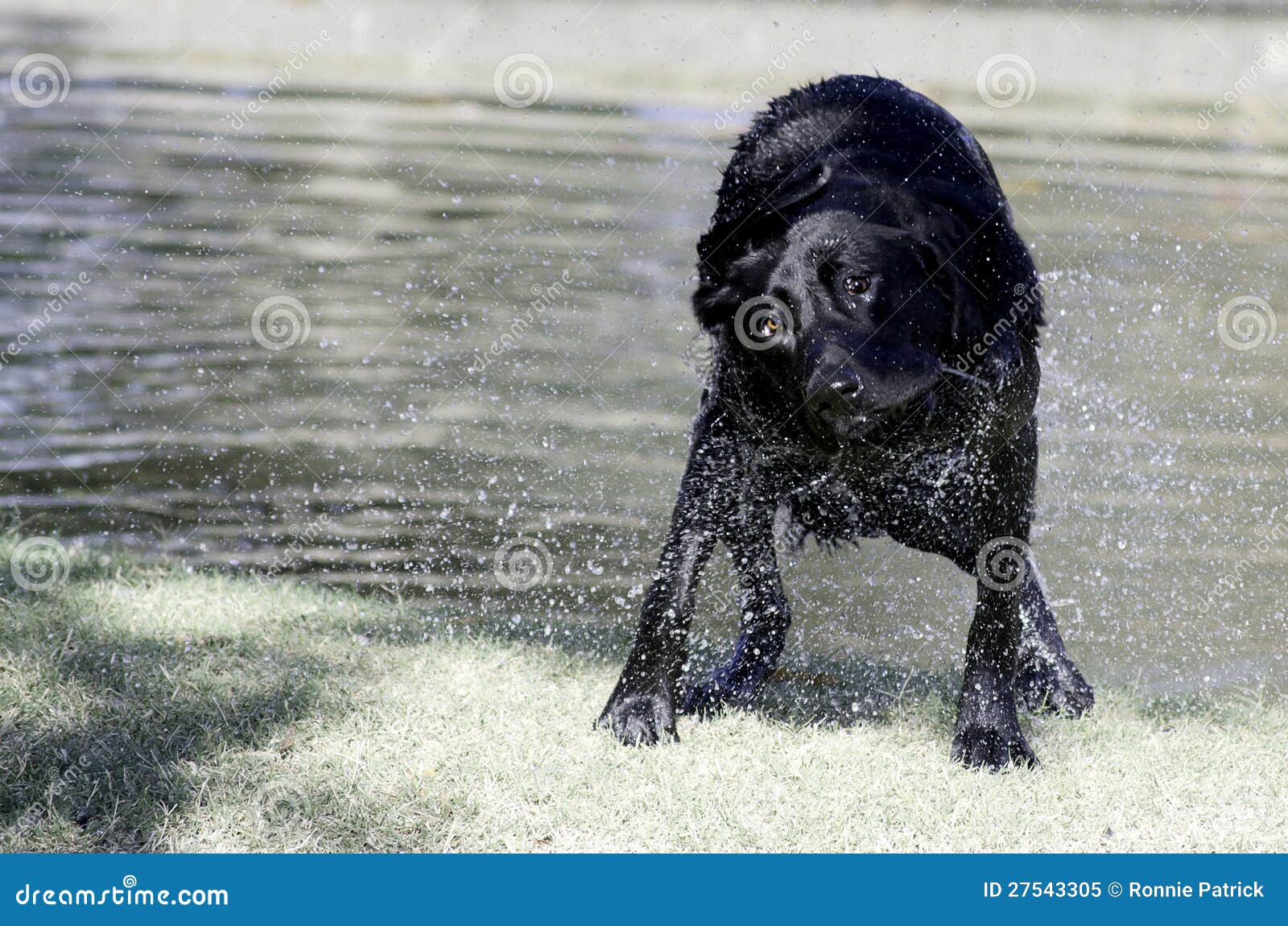 Black Labrador Retriever stock image. Image of water - 27543305