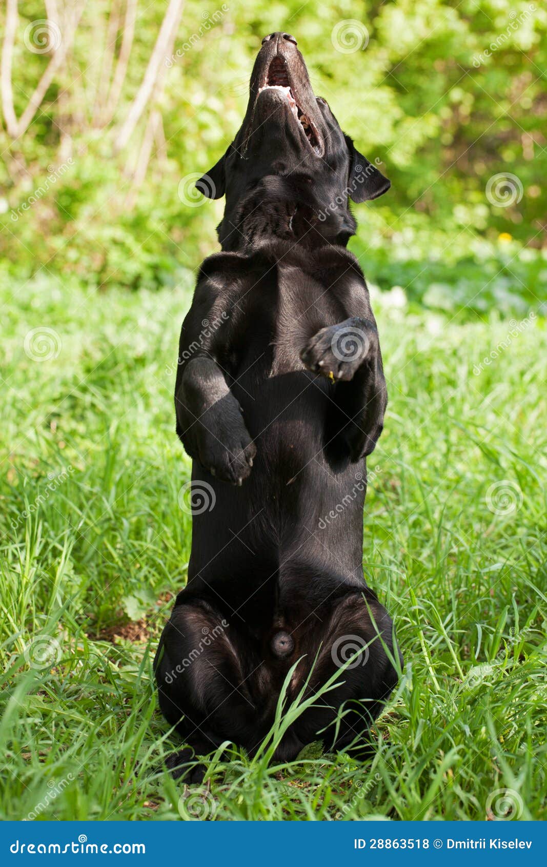Black labrador retriever stock photo. Image of loyalty - 28863518