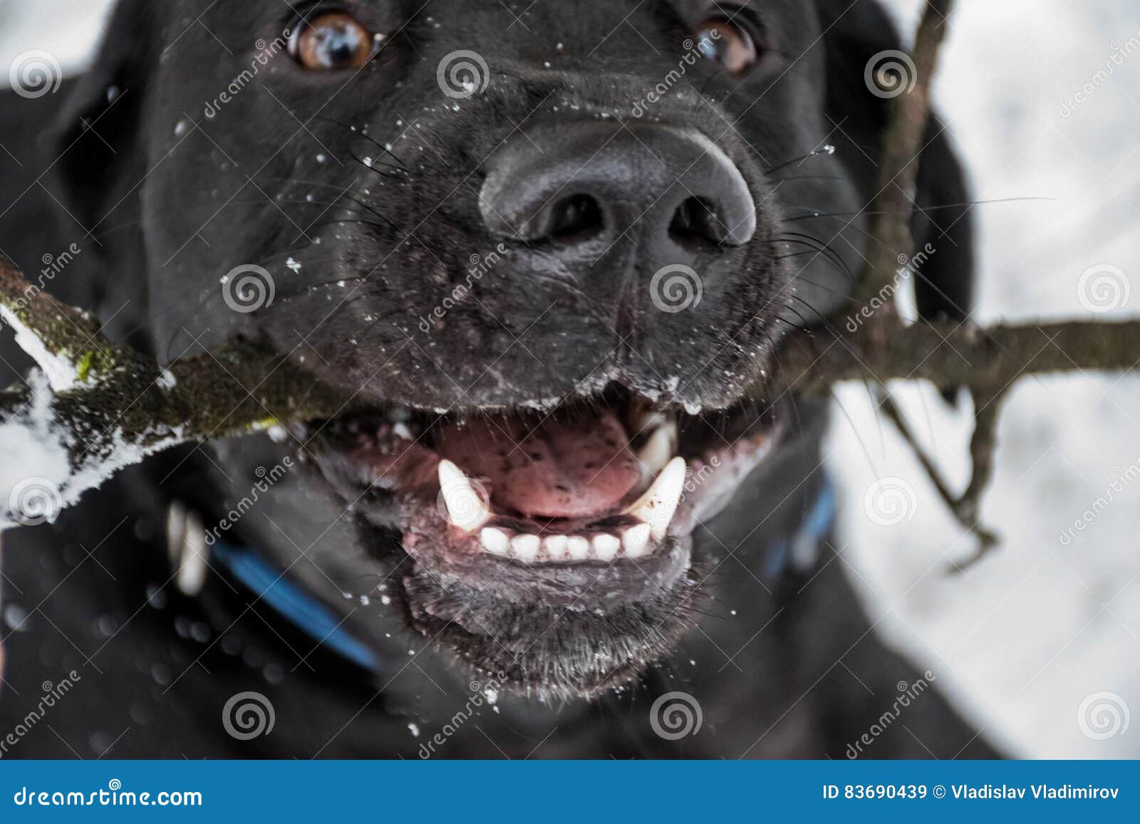 Black Labrador Retriever Biting on a Stick Stock Image - Image of ...