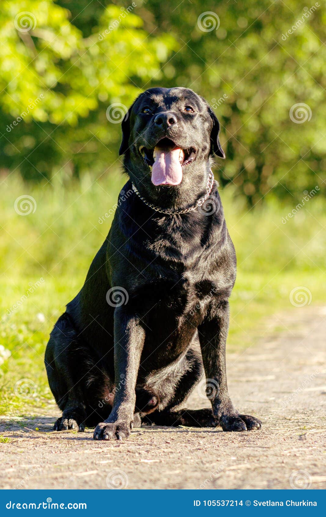 Black labrador retriever stock photo. Image of black - 105537214
