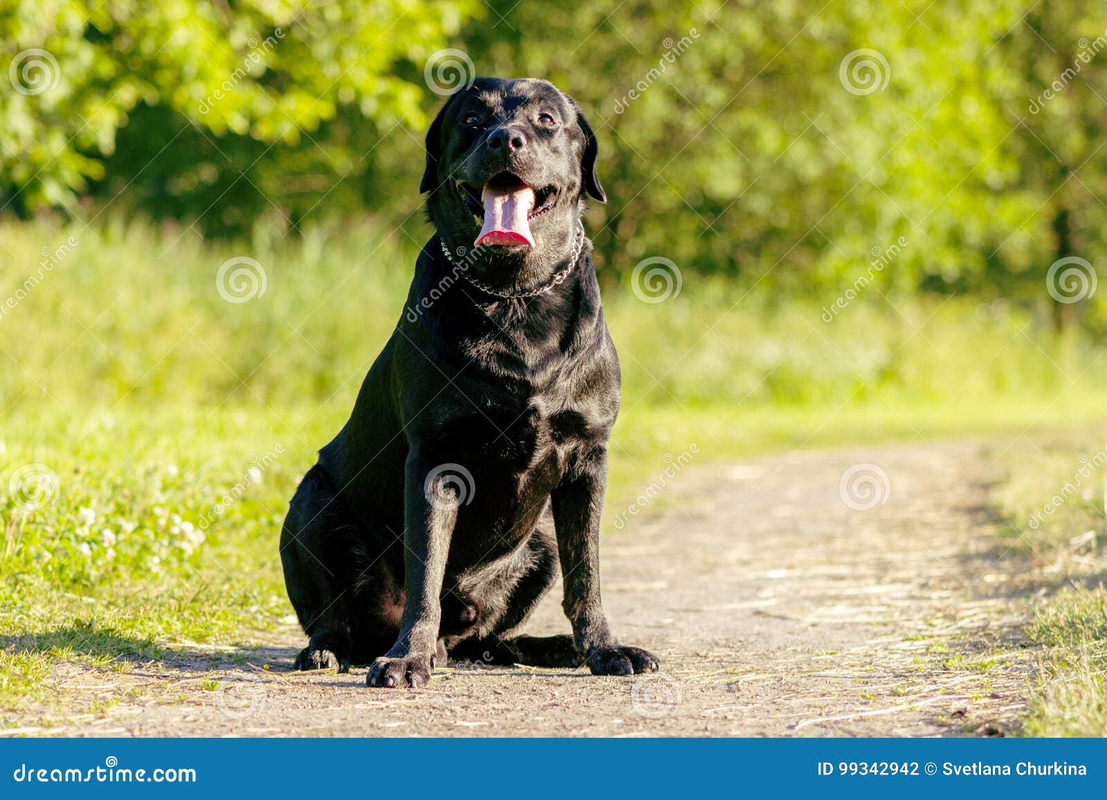 Black labrador retriever stock photo. Image of pathway - 99342942
