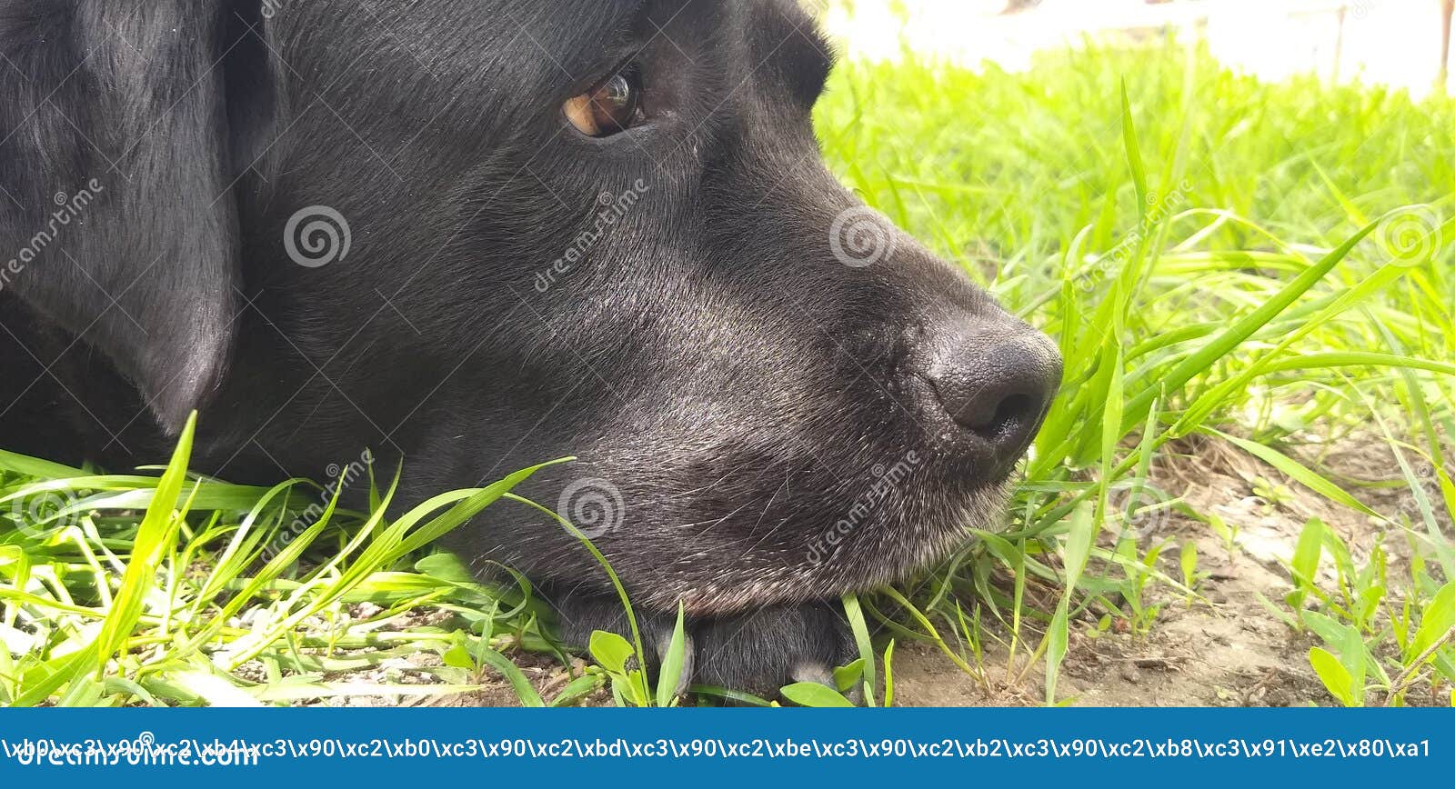 Black Labrador retriever stock photo. Image of carnivore - 220684754