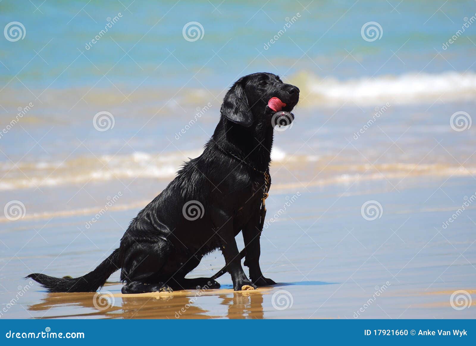 Black Labrador Retriever Dog Stock Photo - Image of alert, breed: 17921660