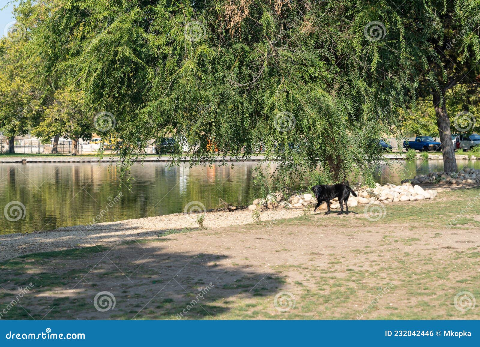 Black Labrador Retriever Dog Explores the Dog Park Off-leash Stock ...
