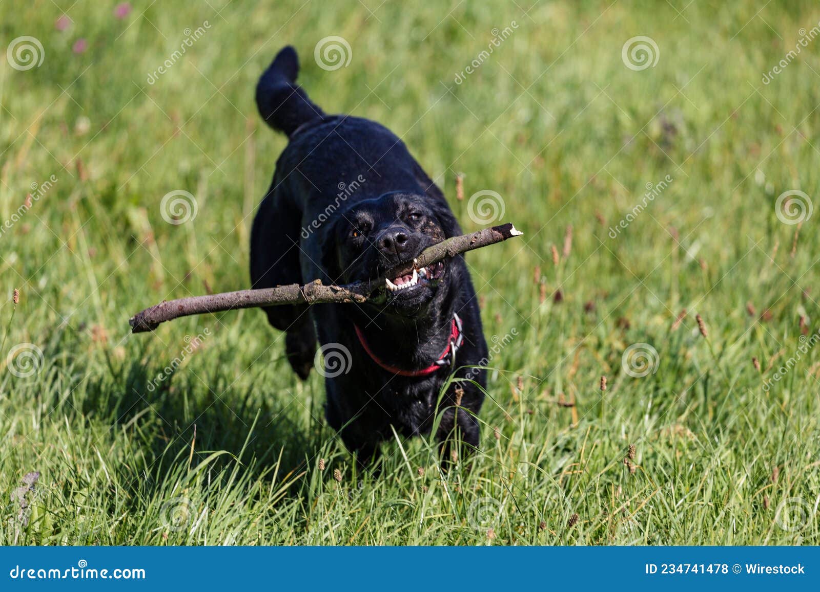 Black Labrador Retriever Dog in a Field Stock Photo - Image of daytime ...