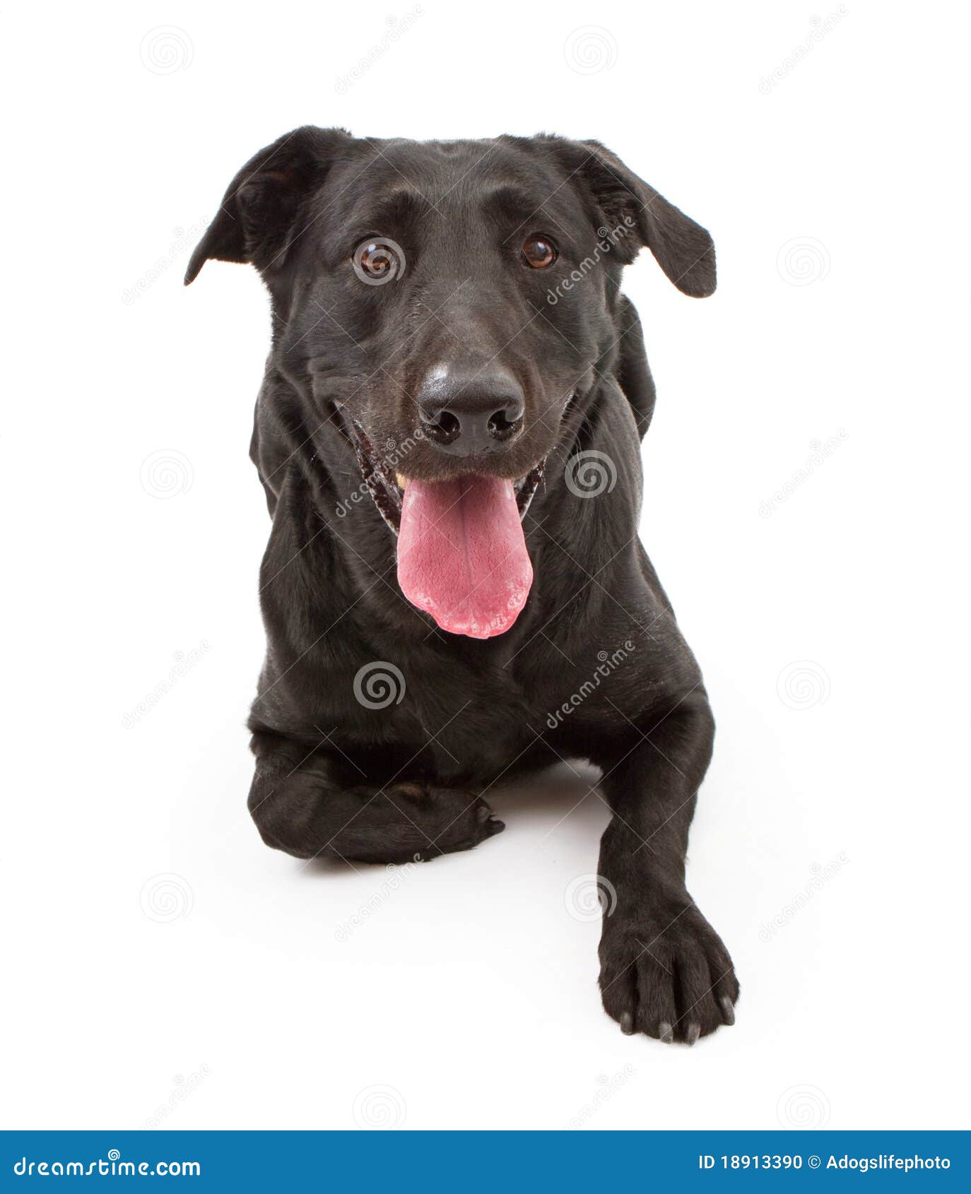 Black Labrador Retriever Dog Isolated on White Stock Photo - Image of ... Black Labrador Retriever Dog Isolated on White Stock Photo - Image of ...