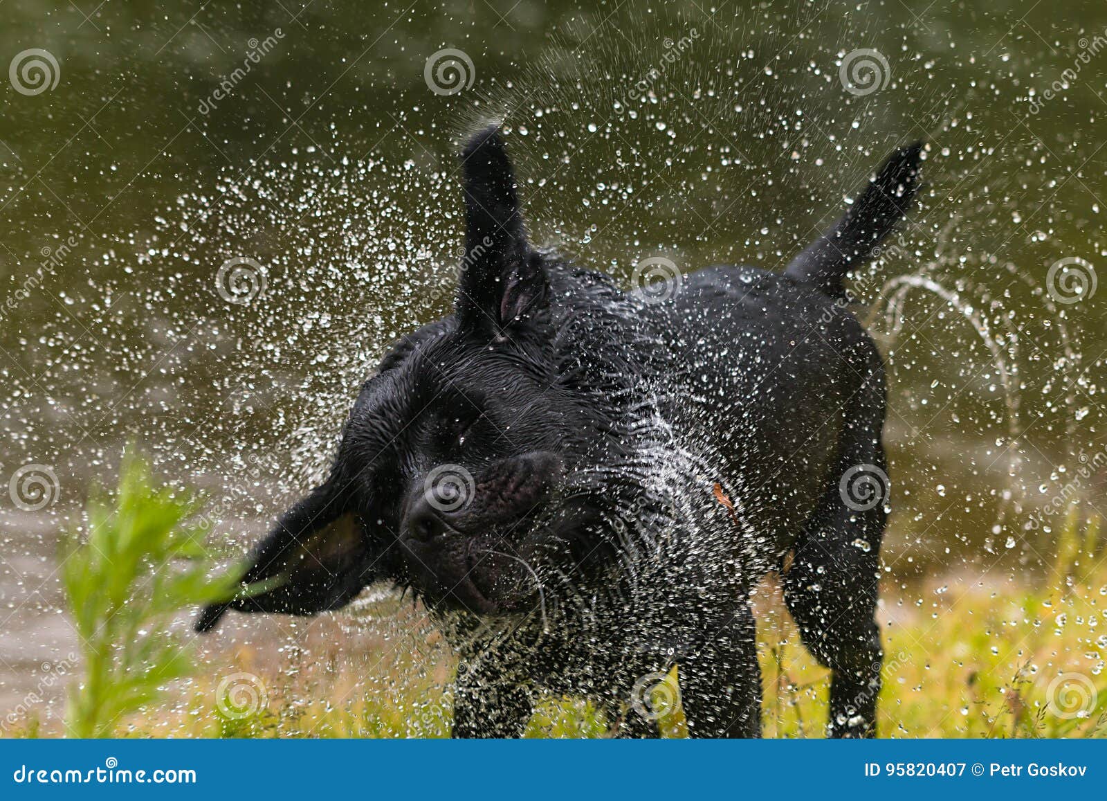 Black Labrador Retriever Dog. Stock Image - Image of action, outdoors ...