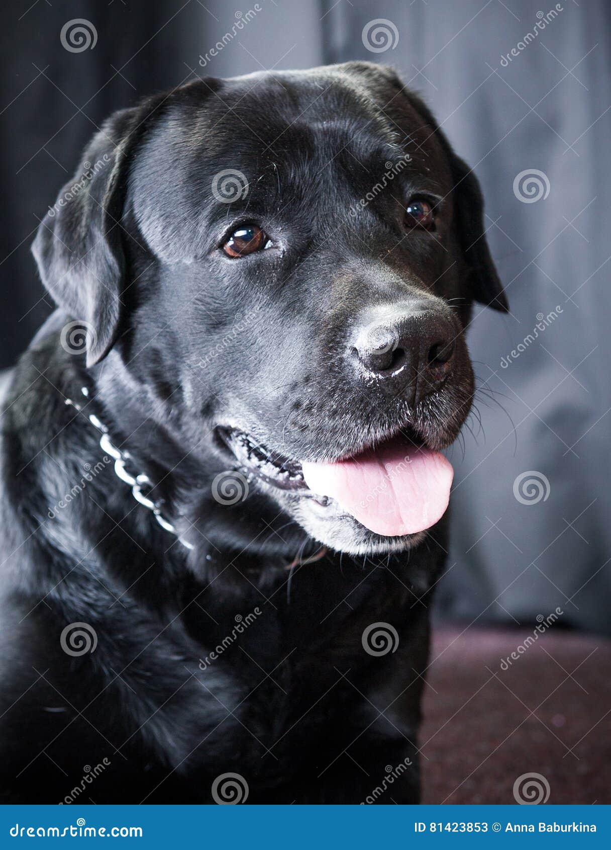 Black labrador retriever stock image. Image of hound - 81423853