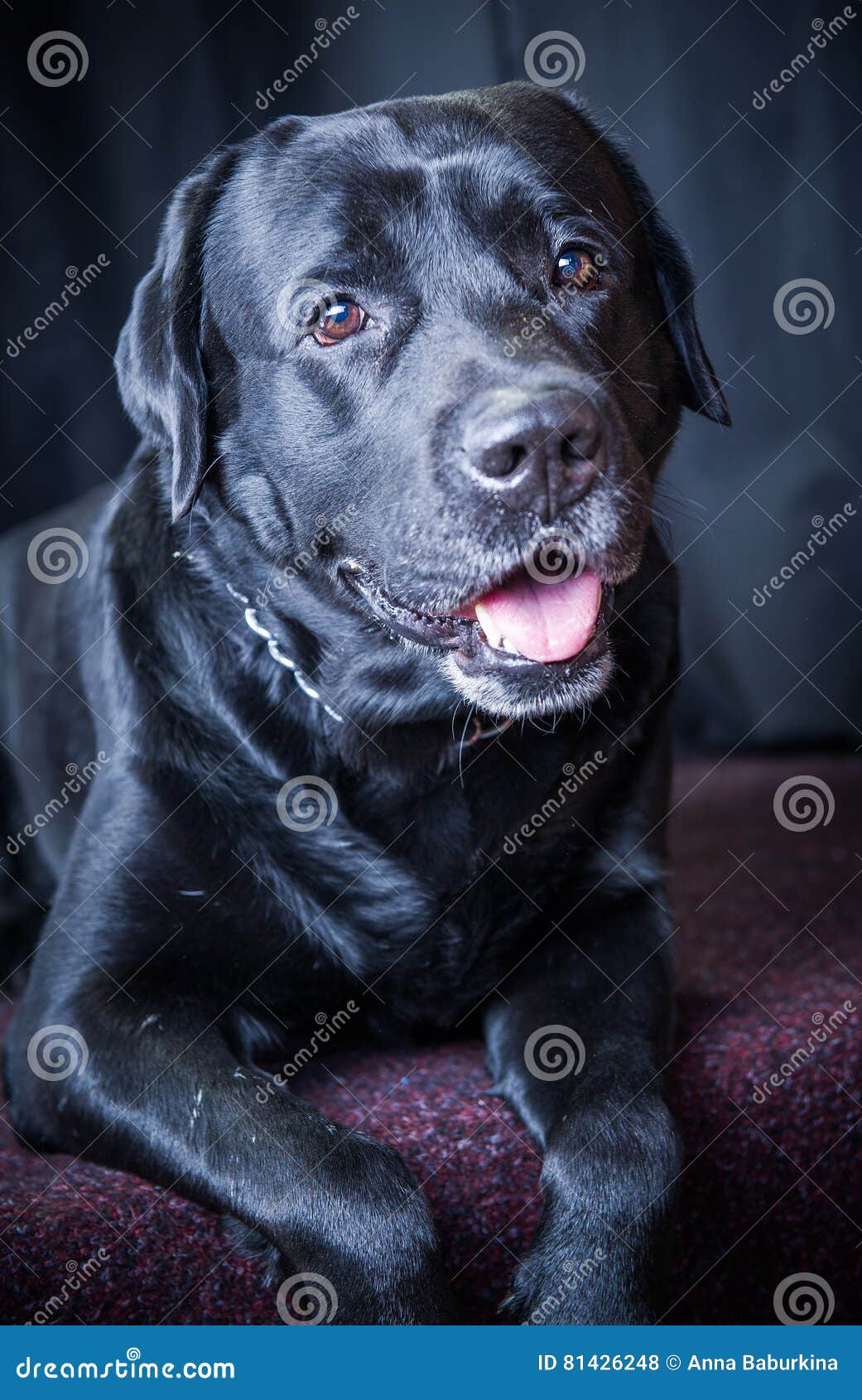 Black labrador retriever stock photo. Image of puppy - 81426248