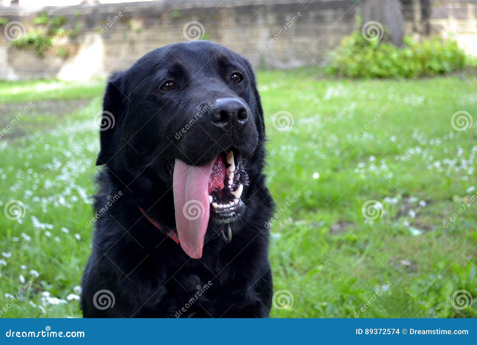 Black Labrador Retriever stock photo. Image of tongue - 89372574