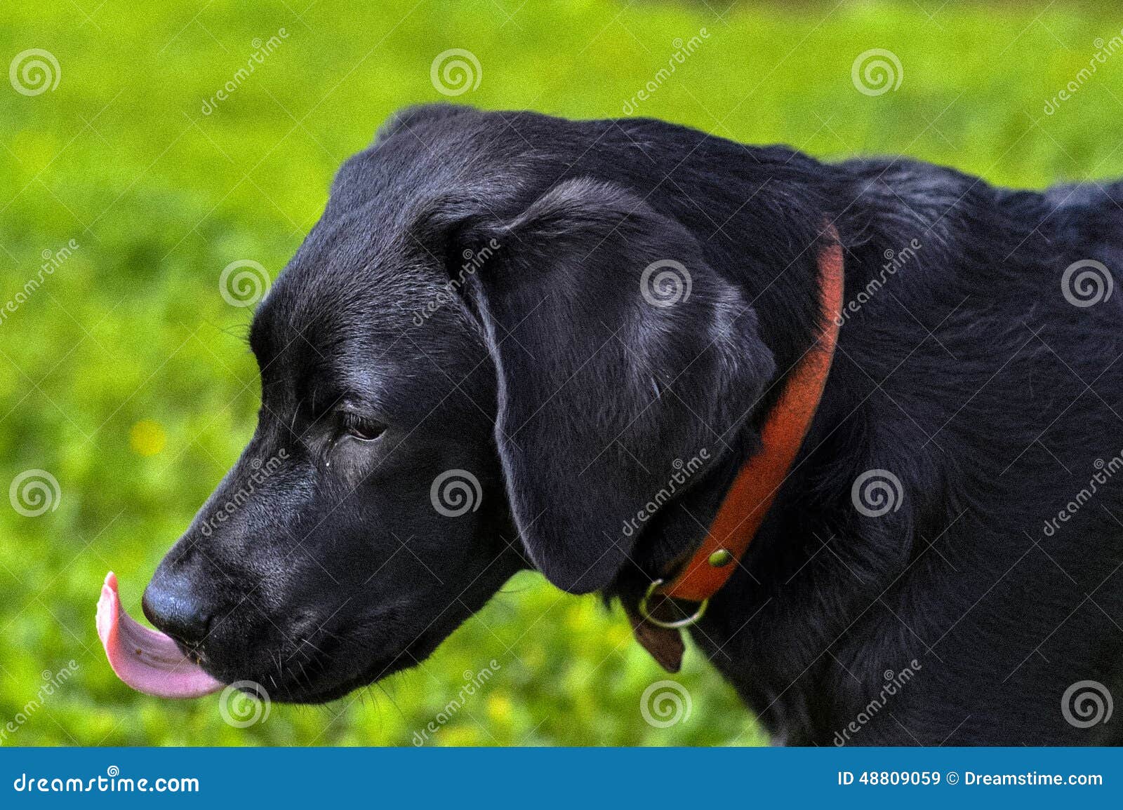 Black Labrador Retriever Face Stock Image - Image of retriever, nature ...