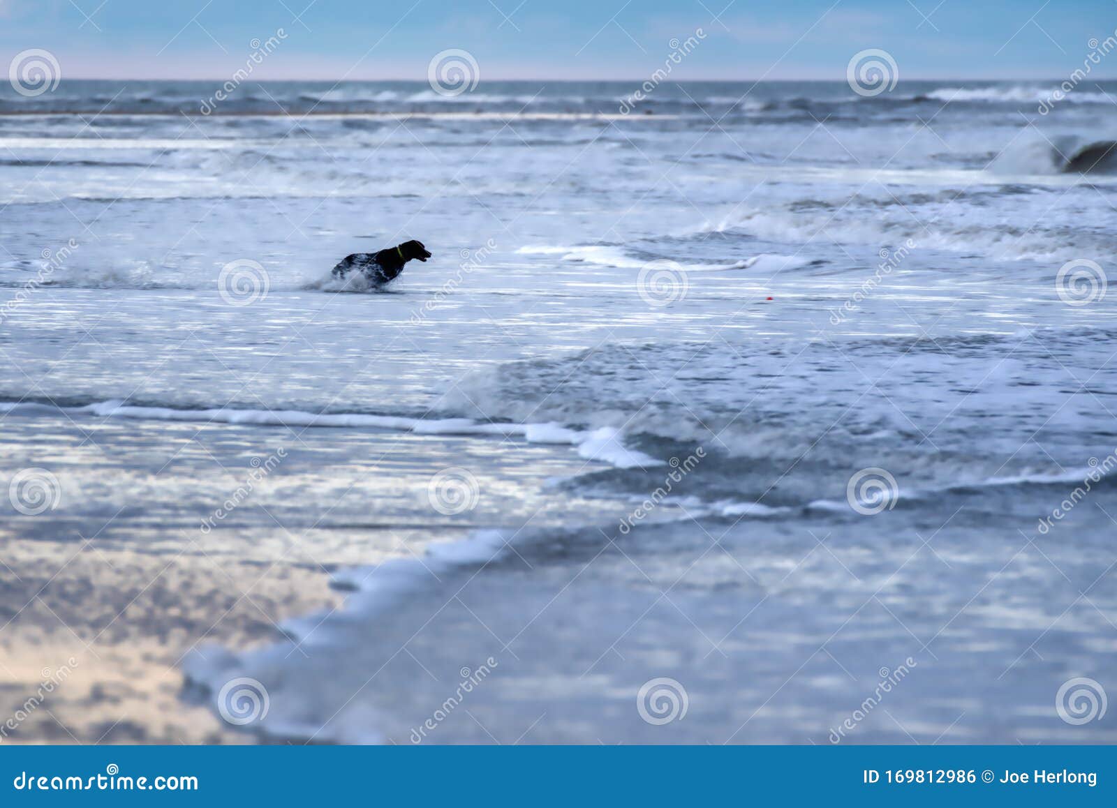 A Black Labrador Retriever Fetching a Ball in the Surf. Stock Photo ...