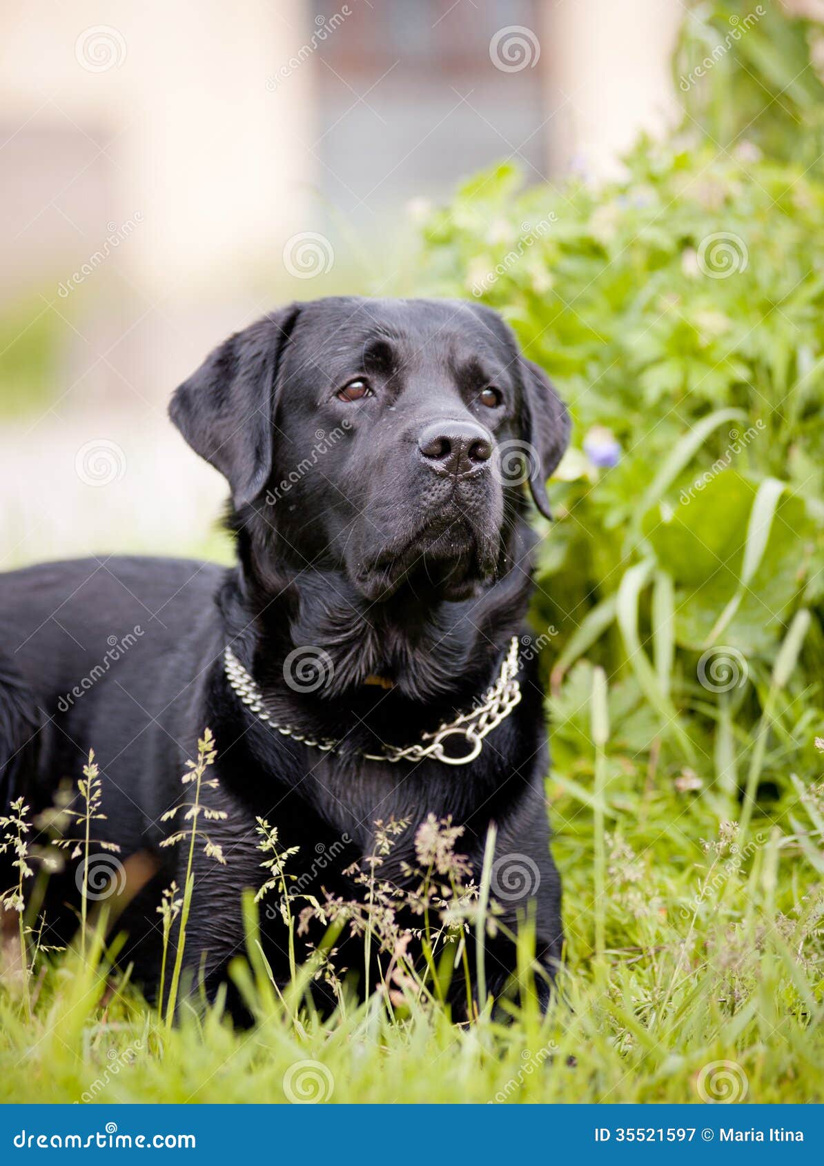 Black labrador stock image. Image of retriever, purebred - 35521597