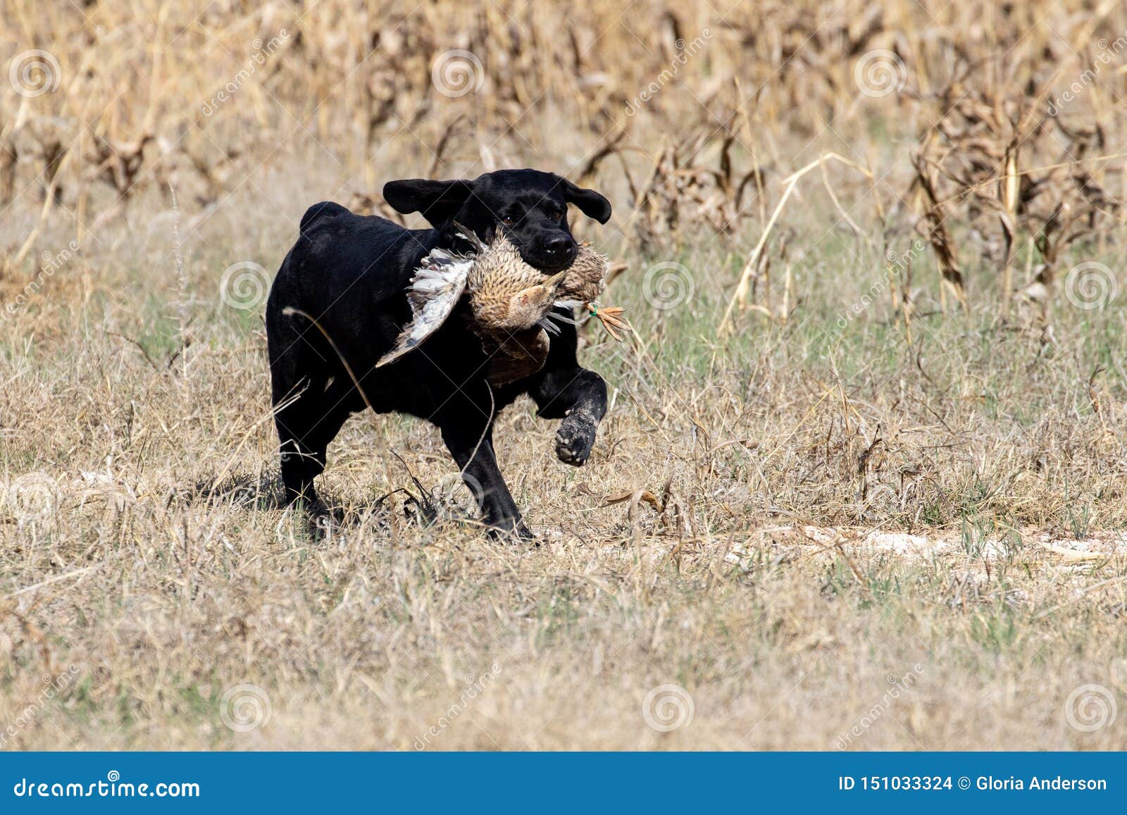 Black Labrador Retriever during a Hunt Test Stock Photo - Image of ...