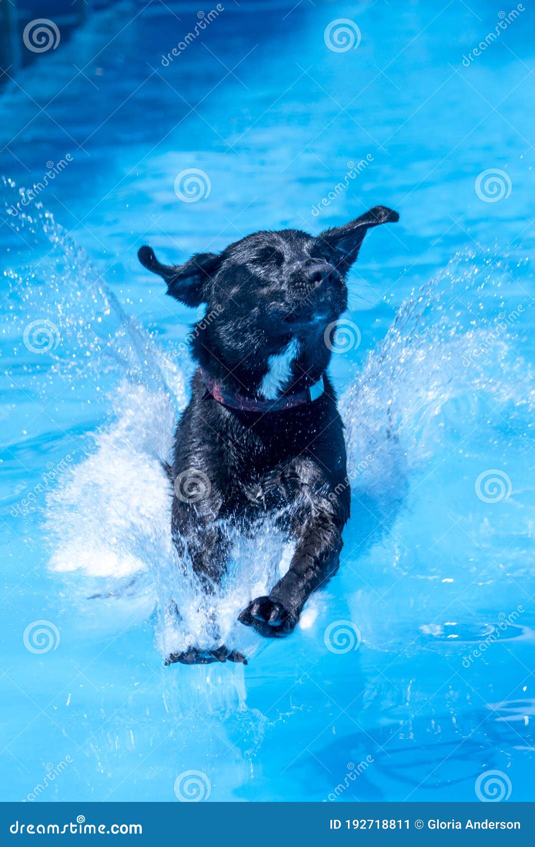Black Labrador Retriever Landing in the Pool Stock Image - Image of ...