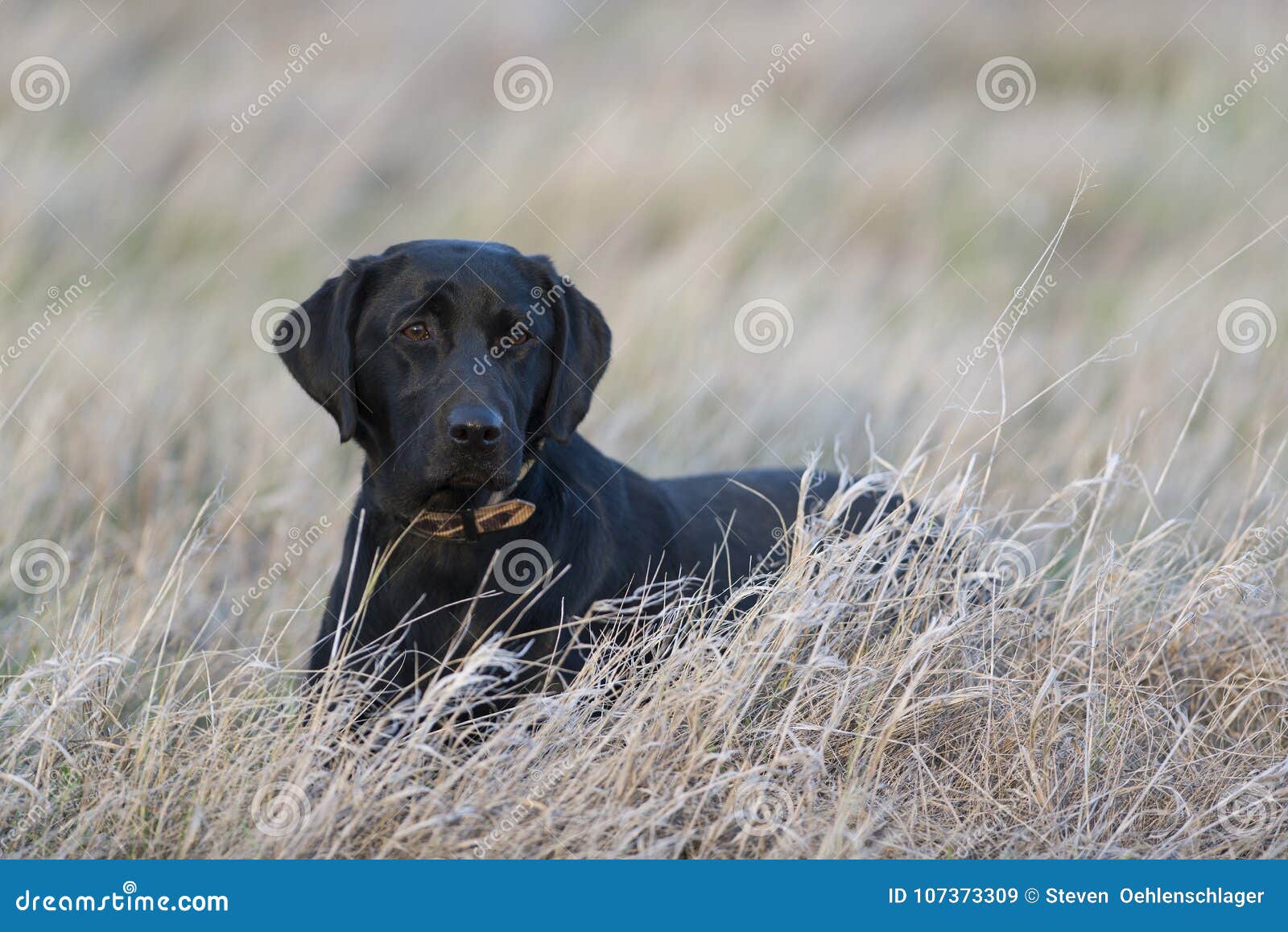 A Black Labrador Retriever Laying Down in the Grass Stock Image - Image ...