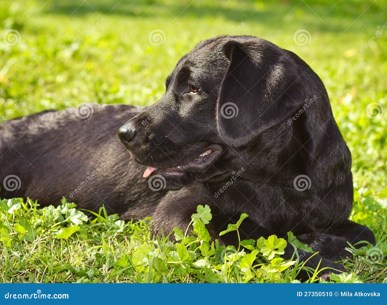 Black Labrador Retriever Laying in the Grass Stock Photo - Image of ...