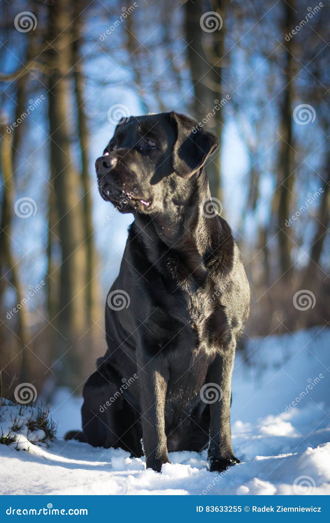 Black Labrador Retriever Looking Left in the Winter Stock Image - Image ...