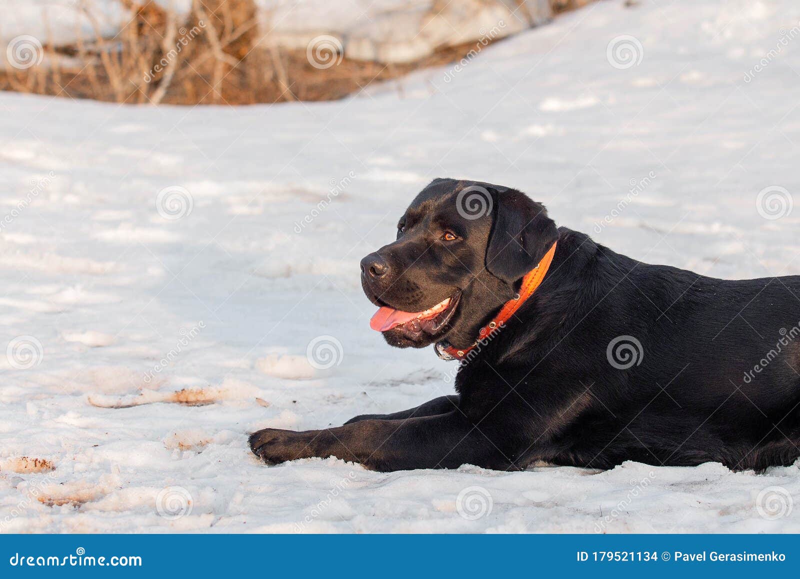 Black Labrador Retriever Lying in the Snow Stock Photo - Image of ...