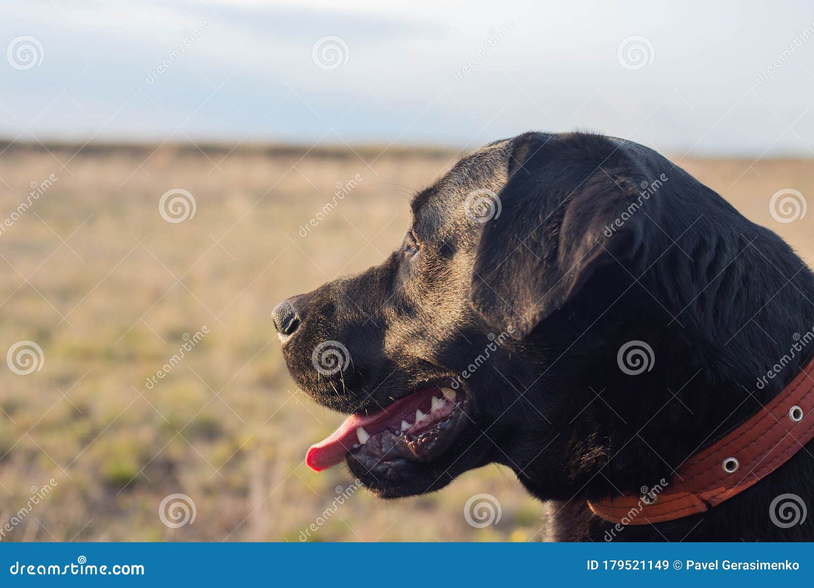 Black Labrador Retriever Muzzle Close-up Stock Image - Image of adult ...