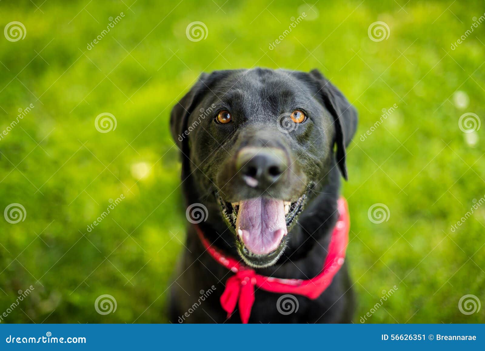 Black Labrador Retriever Panting Smiling Stock Image - Image of puppy ...