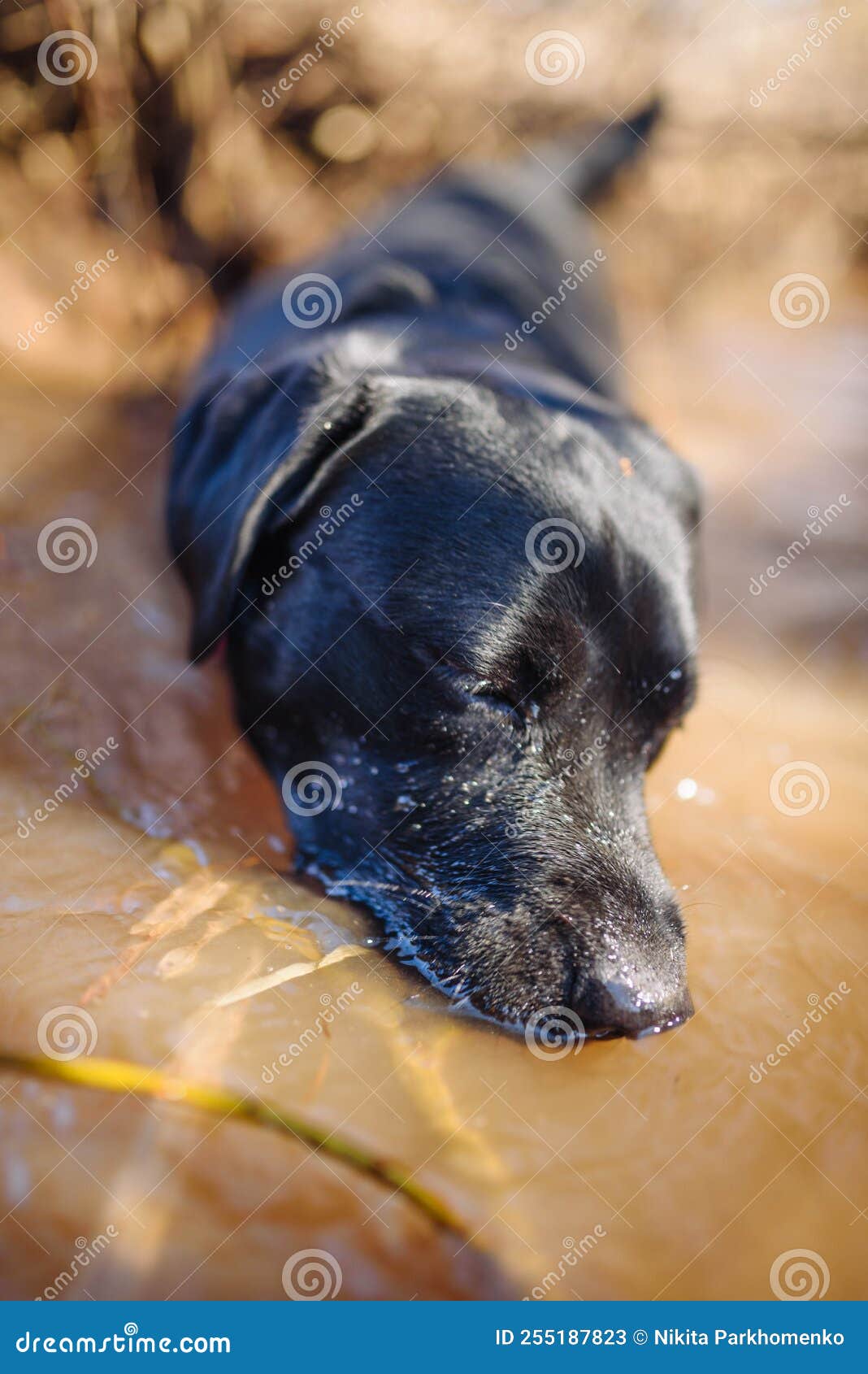 Black Labrador Retriever Playing in a Puddle of Water, Wet and Muddy ...