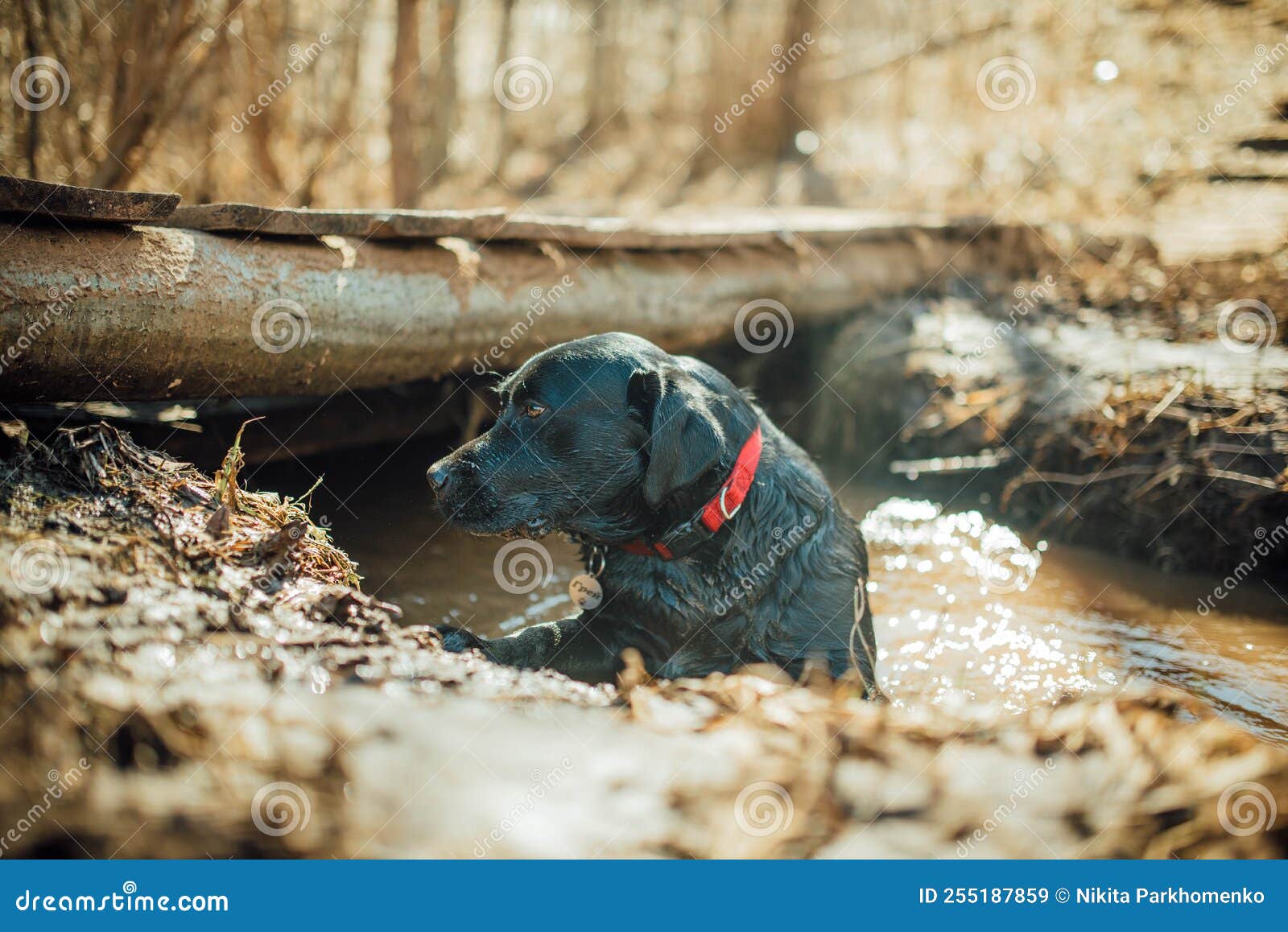 Black Labrador Retriever Playing in a Puddle of Water, Wet and Muddy ...