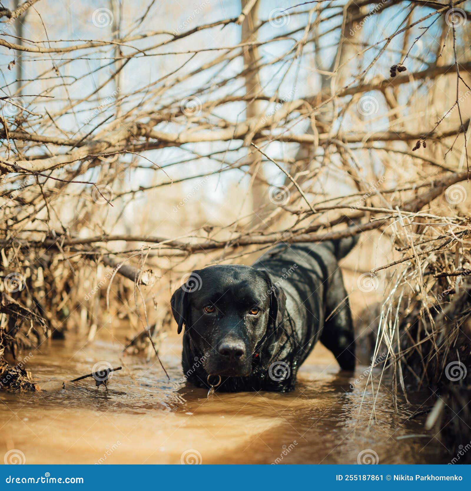 Black Labrador Retriever Playing in a Puddle of Water, Wet and Muddy ...