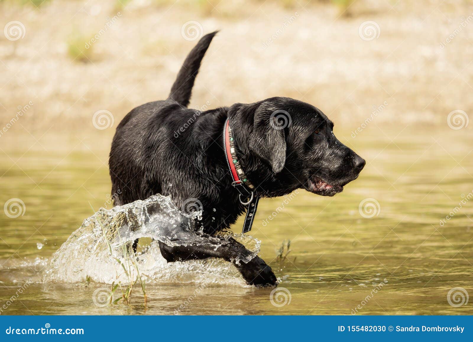 A Black Labrador Retriever is Playing in the Water Stock Photo - Image ...