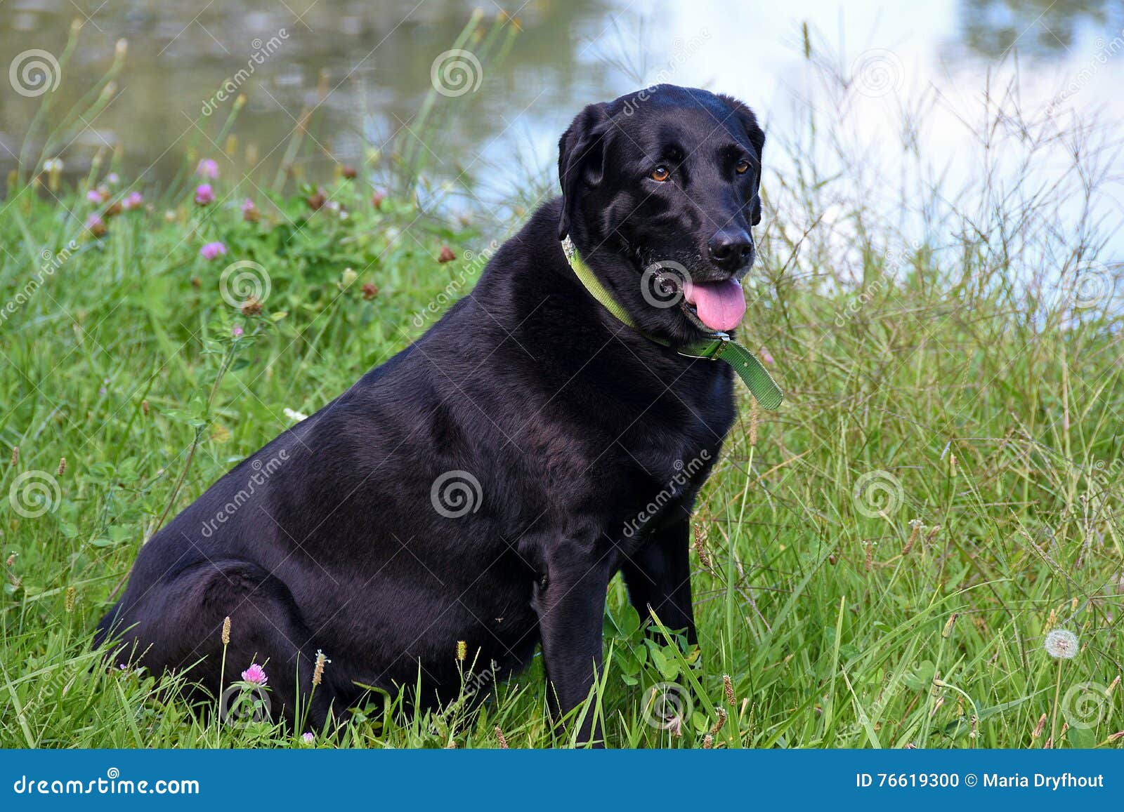 Black Labrador Retriever by Pond Stock Photo - Image of wildflower ...