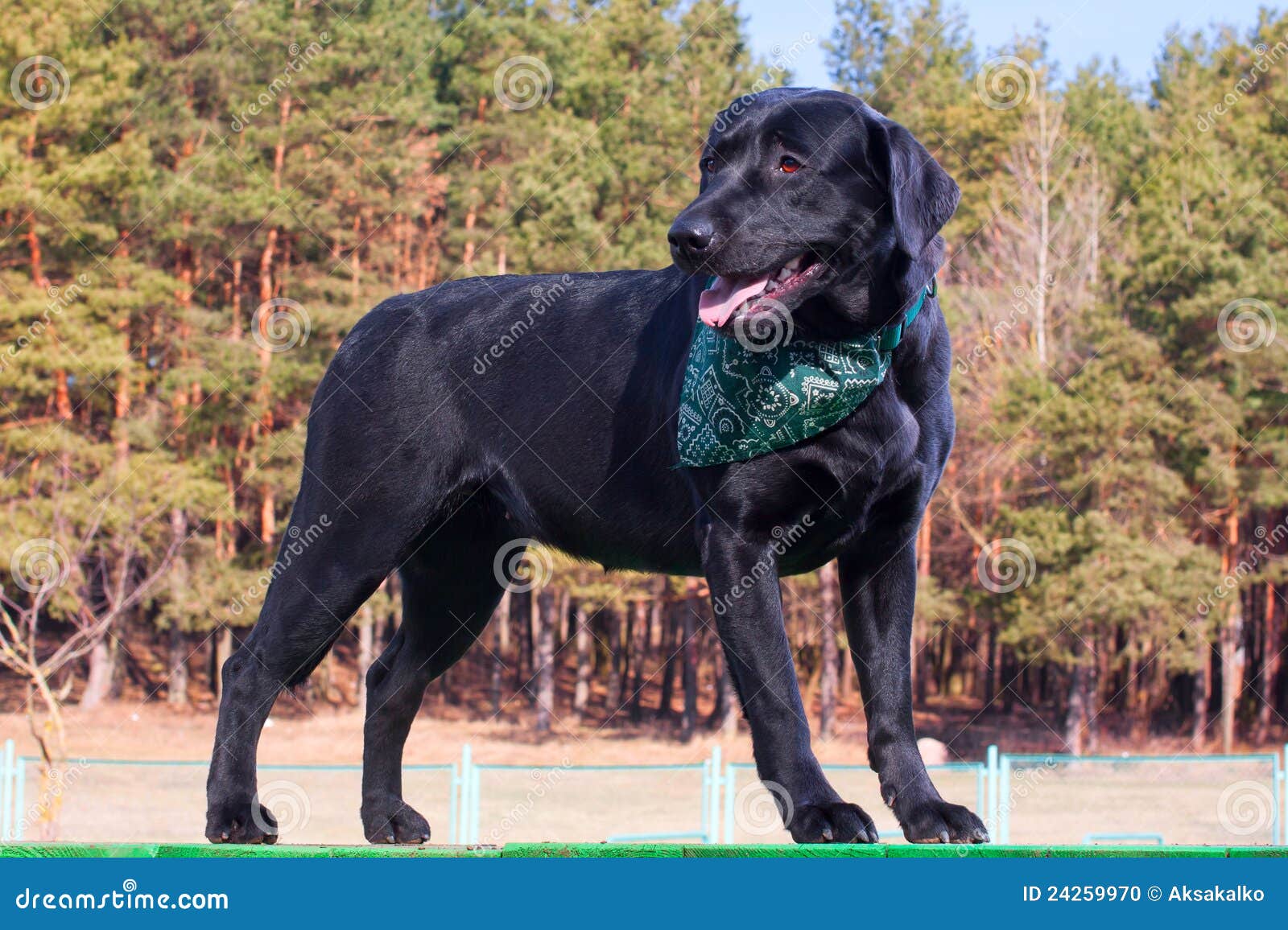 Black Labrador Retriever Portrait Stock Photo - Image of collar, black ...