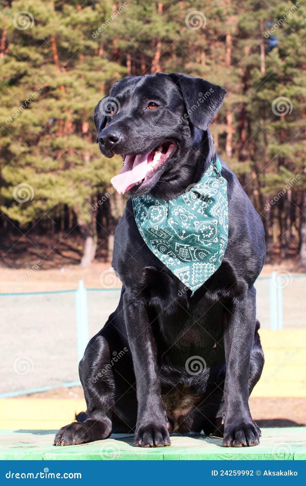 Black Labrador Retriever Portrait Stock Photo - Image of cute, profile ...