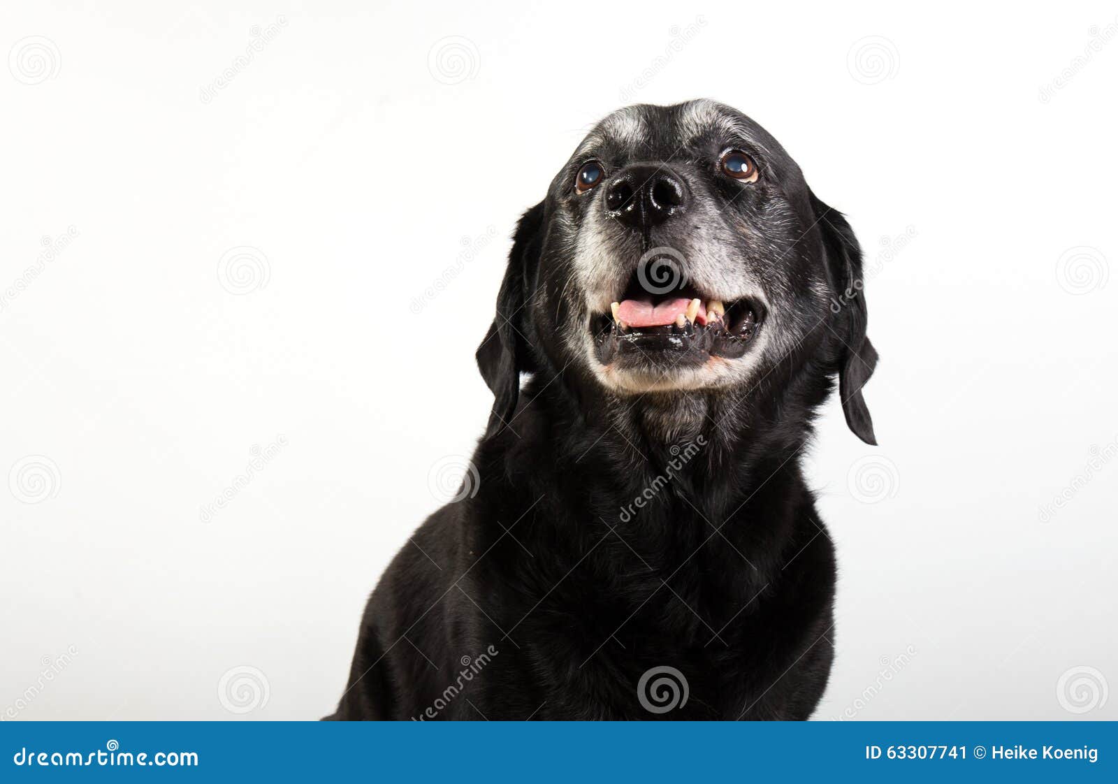 Black labrador retriever stock image. Image of close - 63307741
