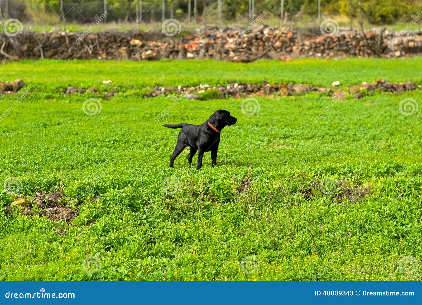 Black Labrador Retriever Pose Stock Image - Image of mountain ...