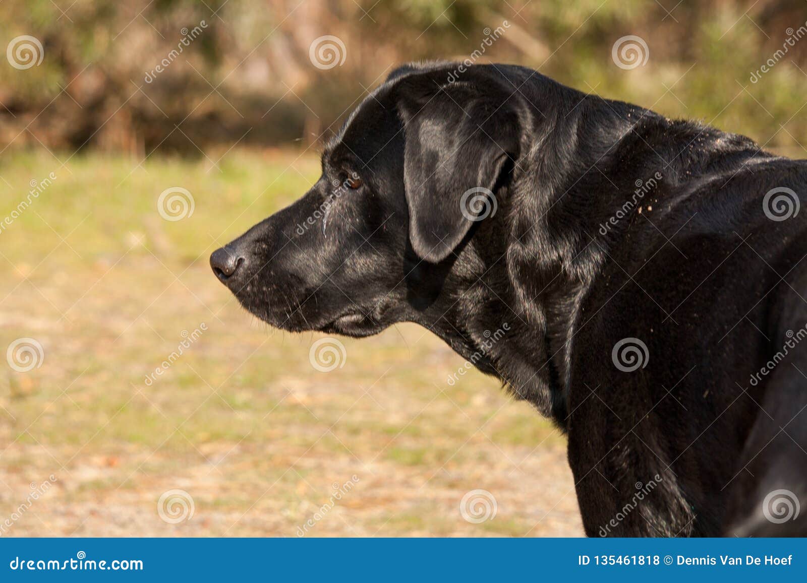 A black labrador retriever stock photo. Image of meadow - 135461818