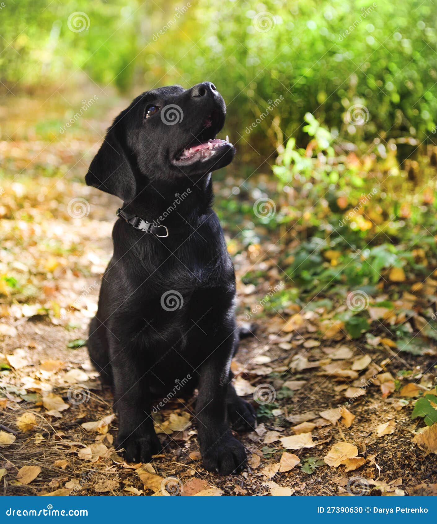 Black Labrador Retriever Puppy Stock Photo - Image of background, fall ...