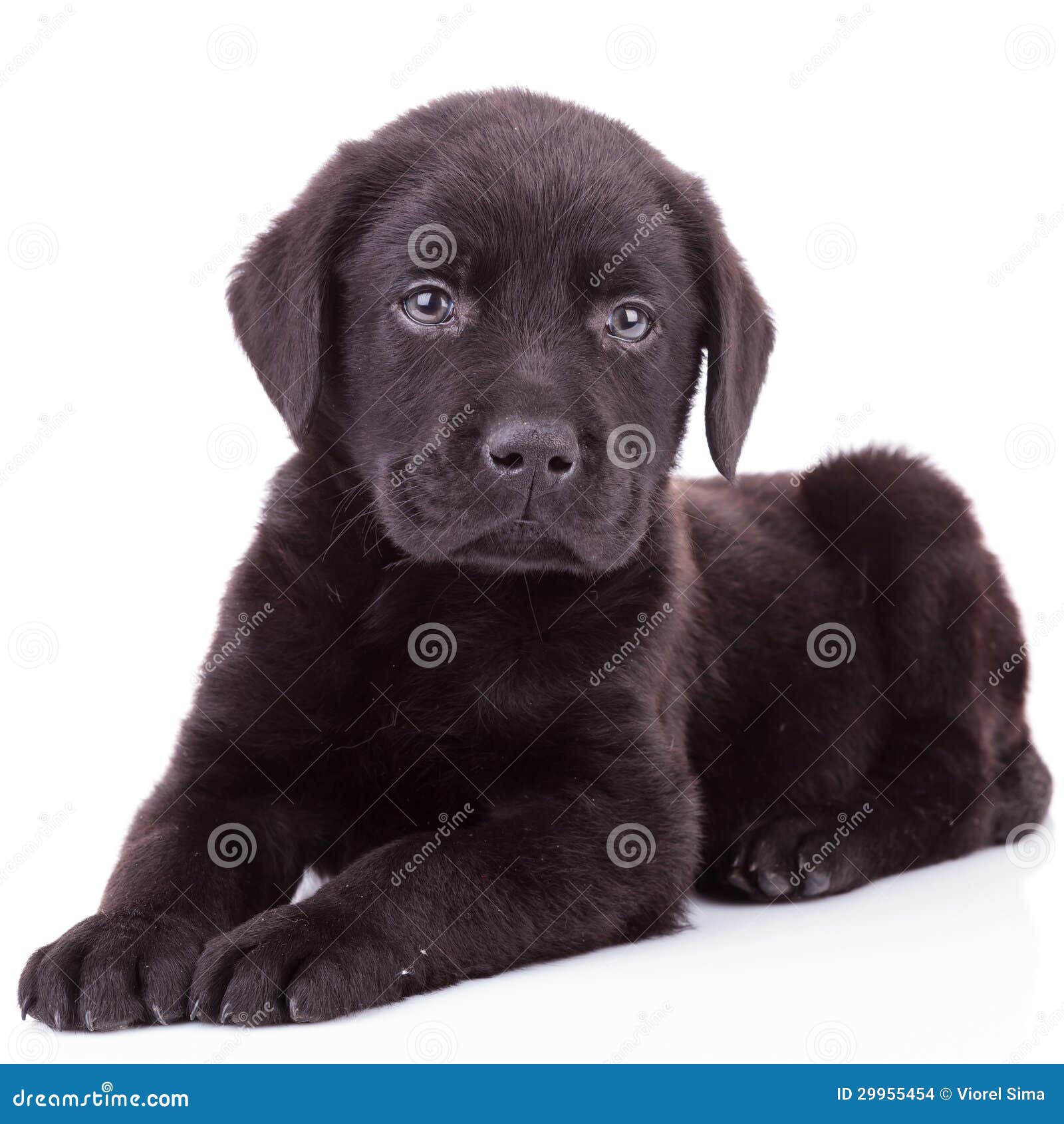 Black Labrador Retriever Puppy Dog Lying Down Stock Photo - Image of ...