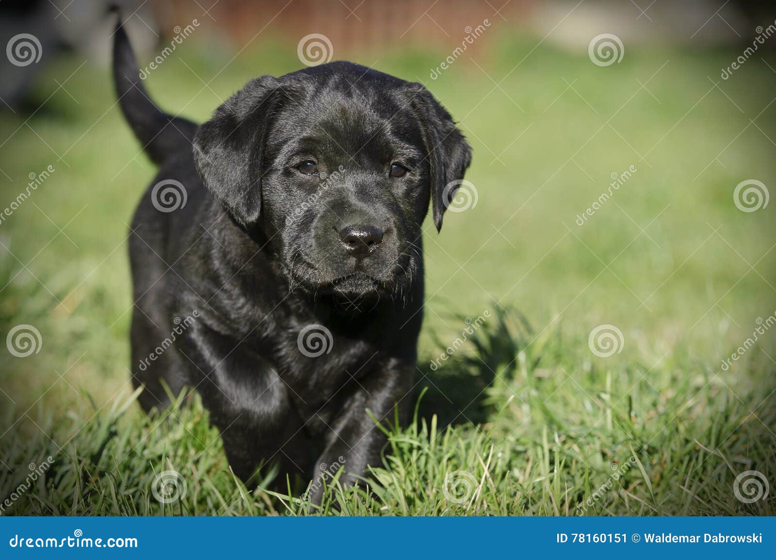 Black Labrador Retriever Puppy Stock Image - Image of happy, canine ...