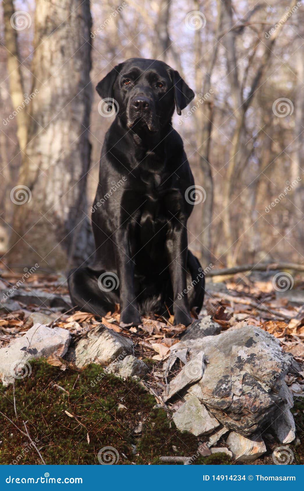 Black Labrador Retriever Sitting Stock Photo - Image of adorable ...