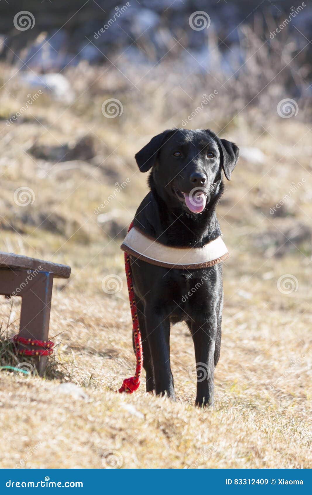 A black Labrador Retriever stock image. Image of doggy - 83312409