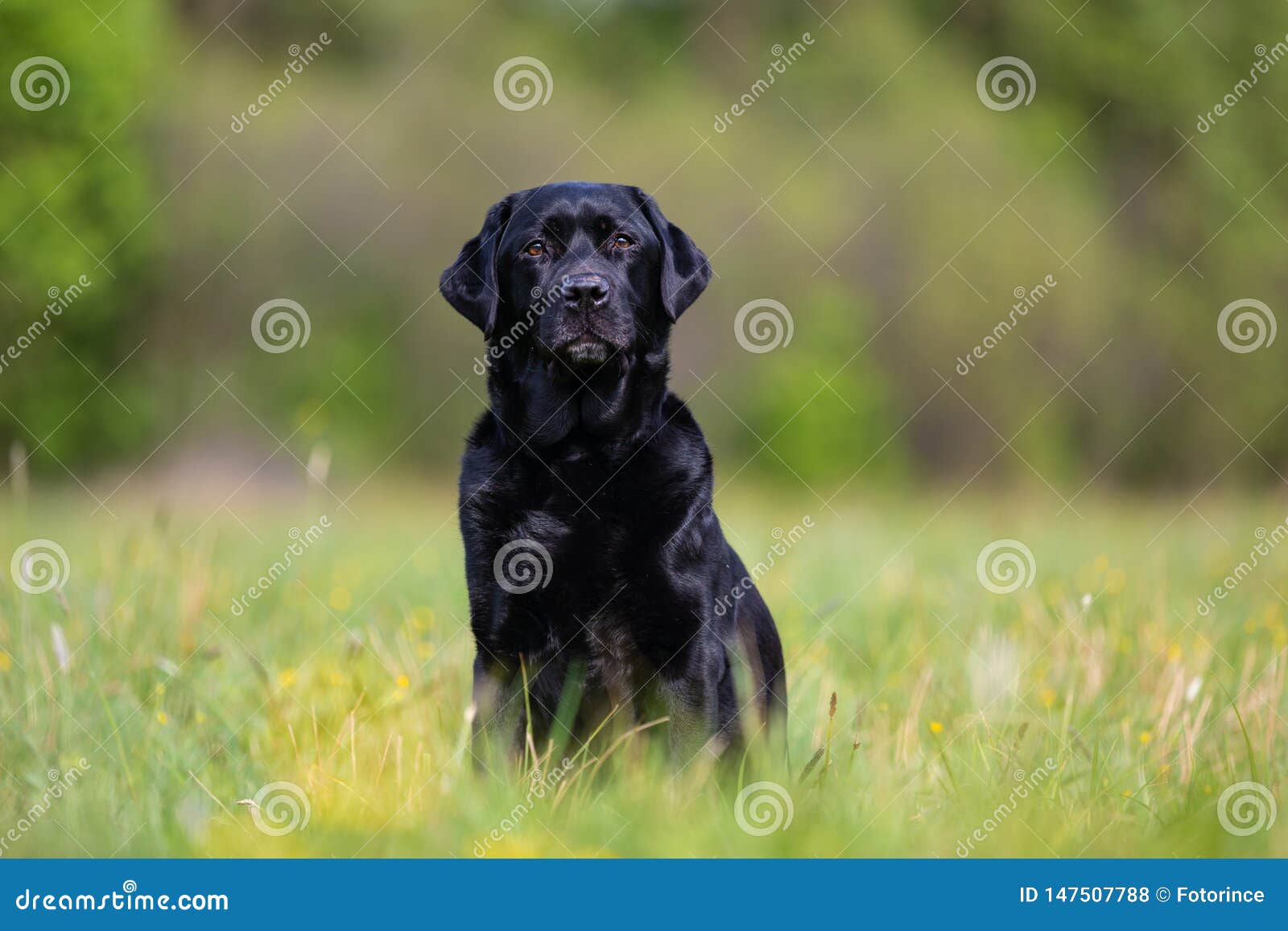 Black Labrador Retriever stock photo. Image of portrait - 147507788