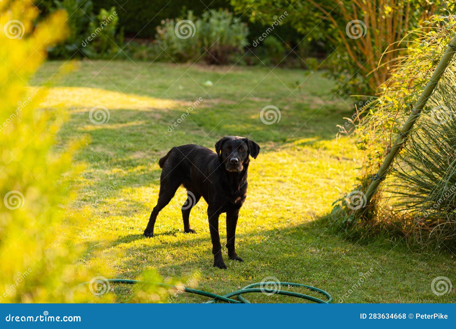 Black Labrador Retriever Standing on the Grass in the Garden Stock ...