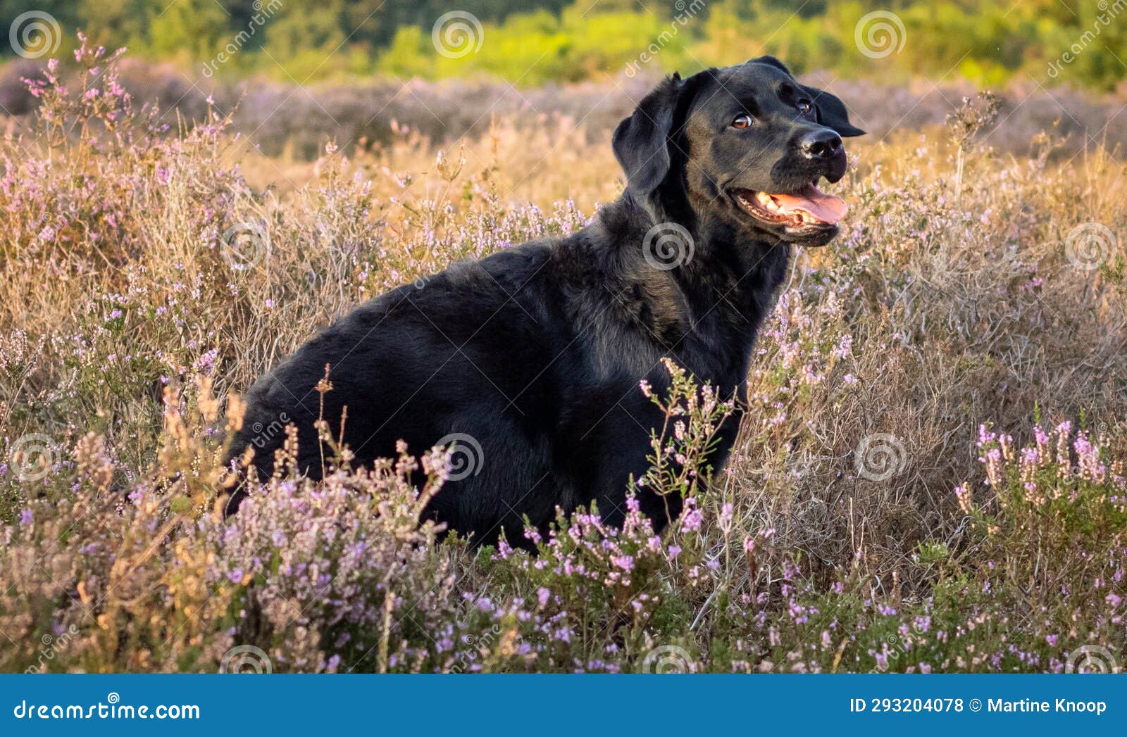 Black Labrador Retriever Standing in the Lavender Fields Stock Photo ...