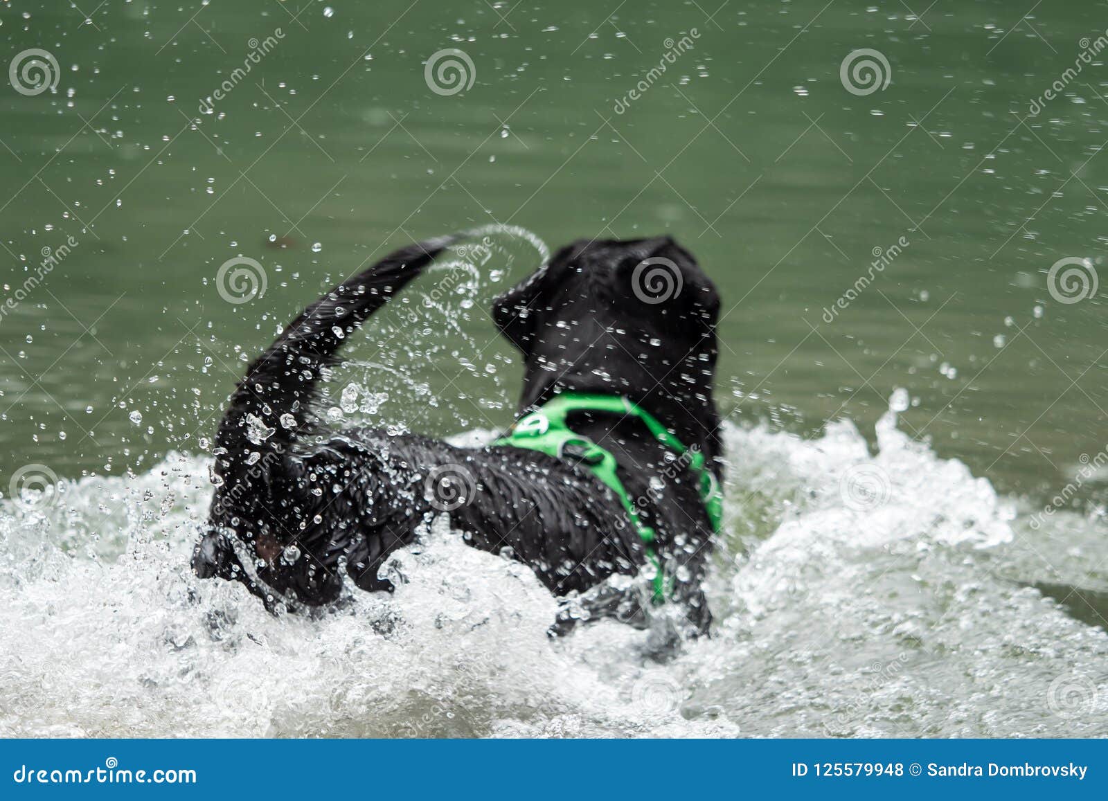 A Black Labrador Retriever is Swimming in the Water Stock Photo - Image ...