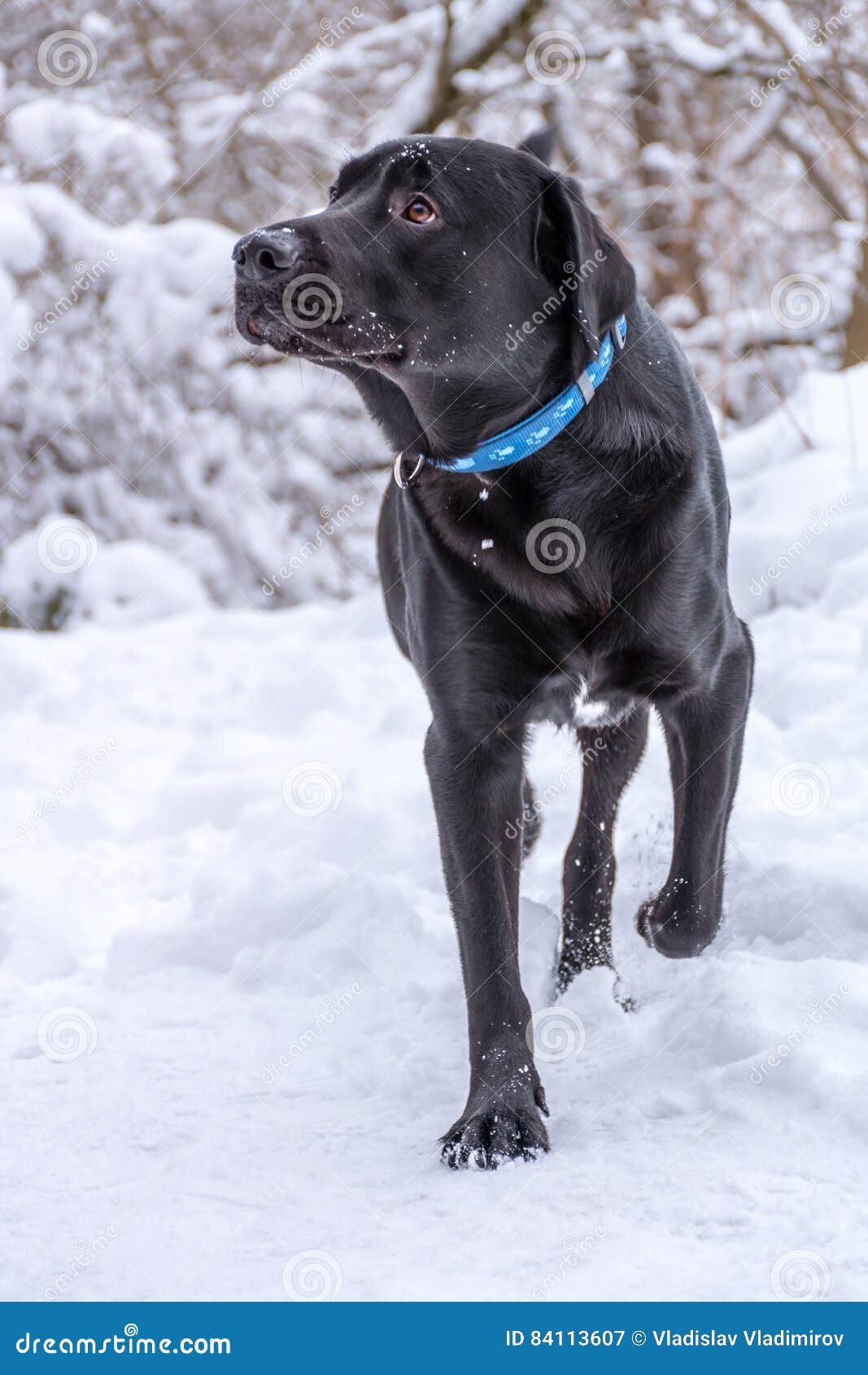 Black Labrador Retriever Walking in the Snow Stock Image - Image of ...