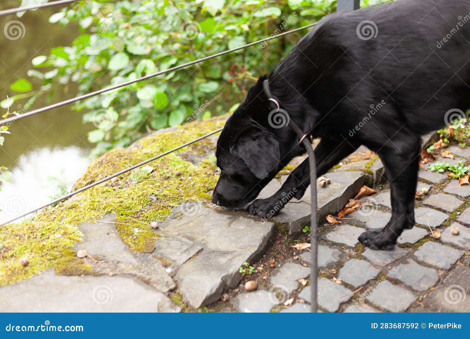 Black Labrador Retriever is Walking on the Stone Path in the Park Stock ...