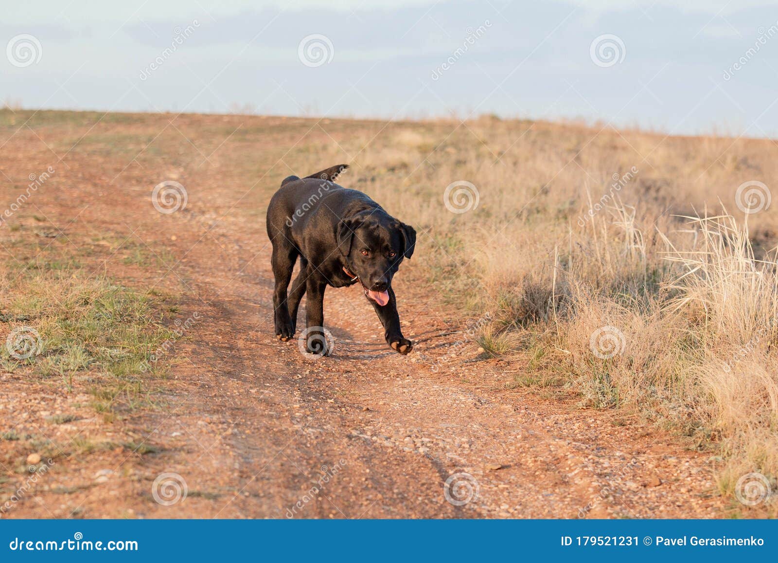 Black Labrador Retriever Walks in a Field Stock Image - Image of ...