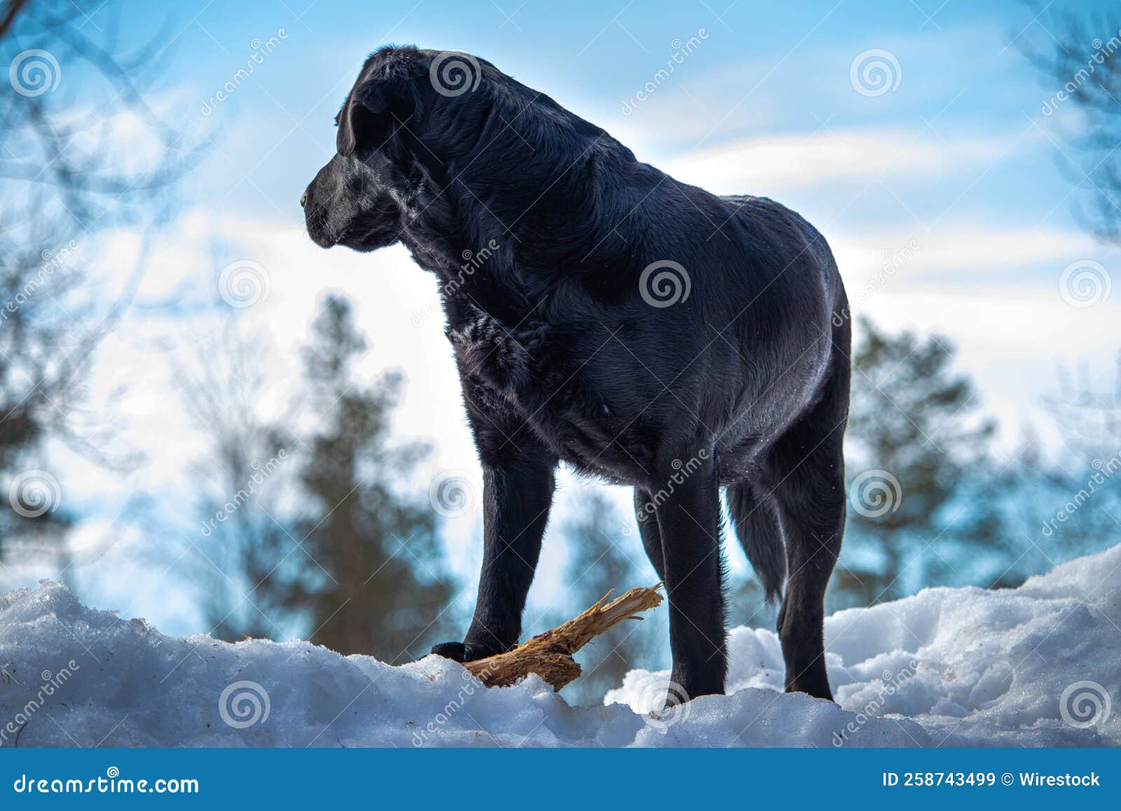 Black Labrador Retriever on a Winter Snowy Day Stock Image - Image of ...