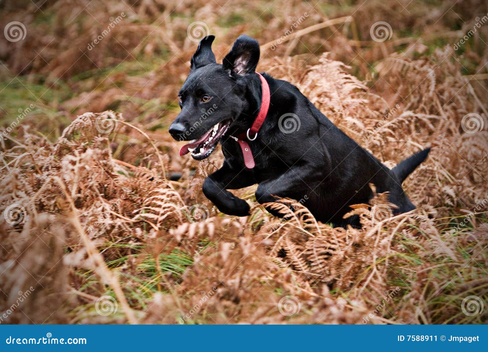 Black Labrador Running stock image. Image of smile, bracken - 7588911